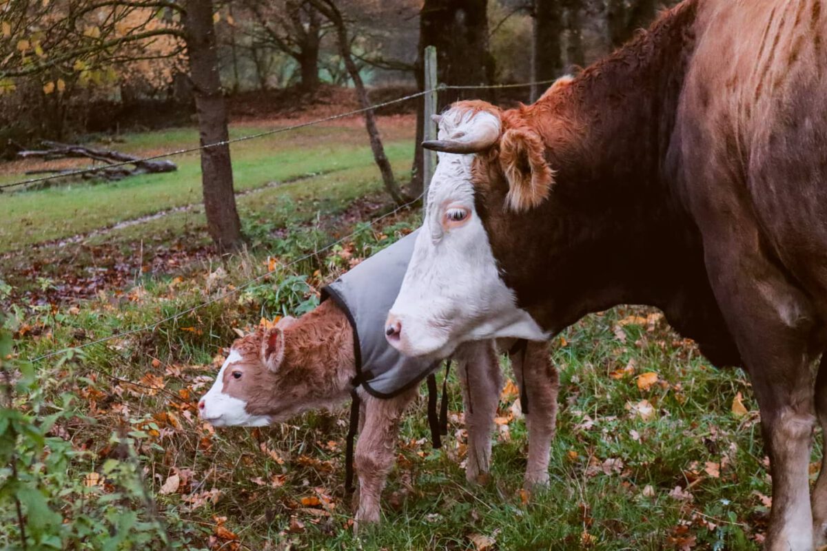 Kuh und Kalb – eine einzigartige Bindung – KuhLiebe