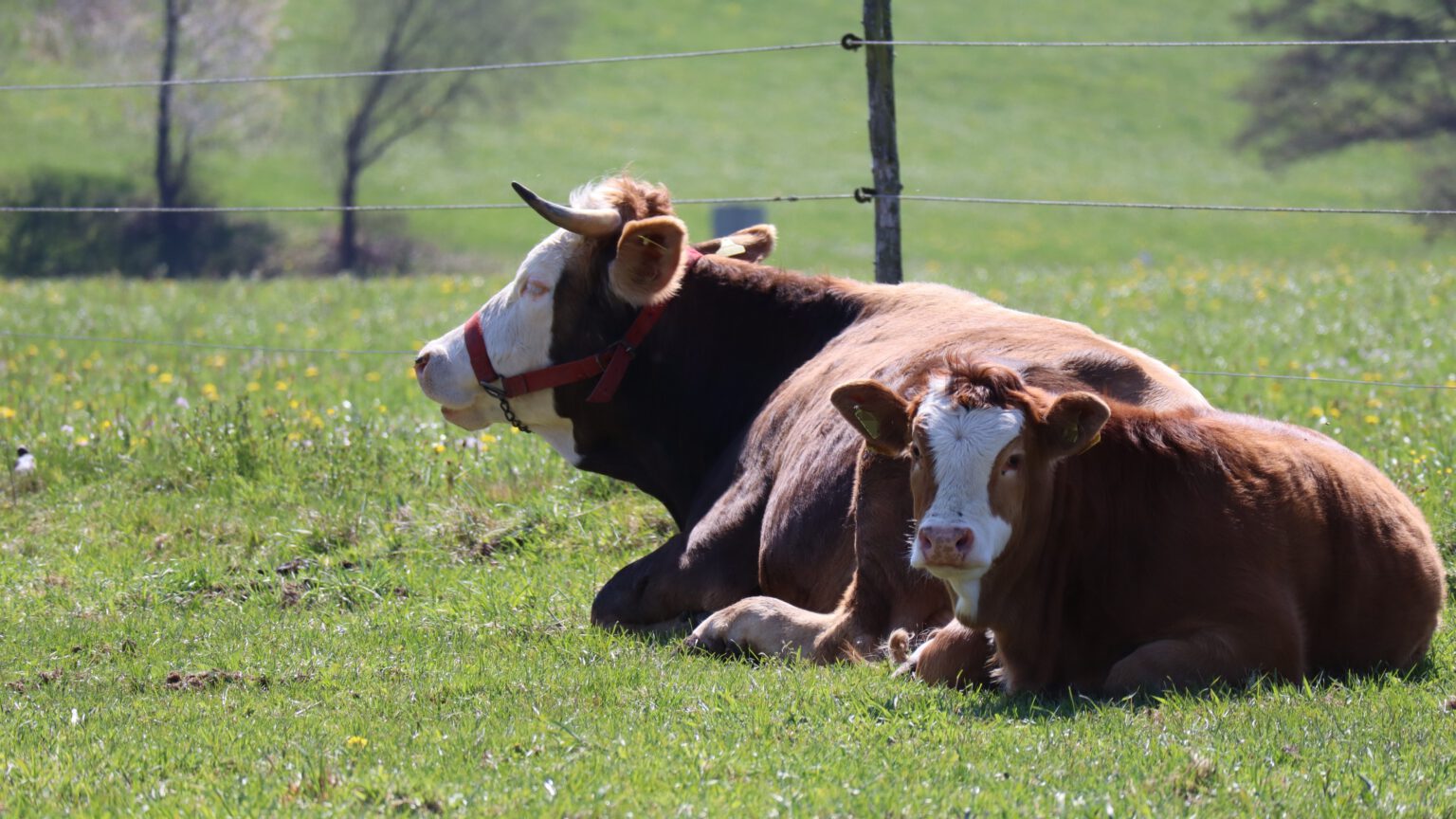 Kälber und ihre Milchversorgung – KuhLiebe